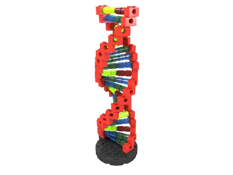 LEGO DNA Helix, EduBricks - Building at your Education